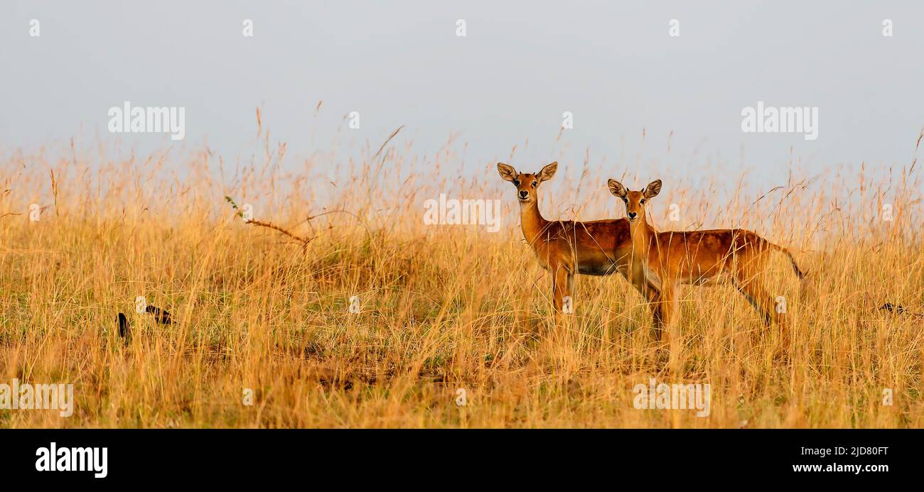 Kob antelopes (Kobus kob) from Murchinson, Uganda Stock Photo - Alamy
