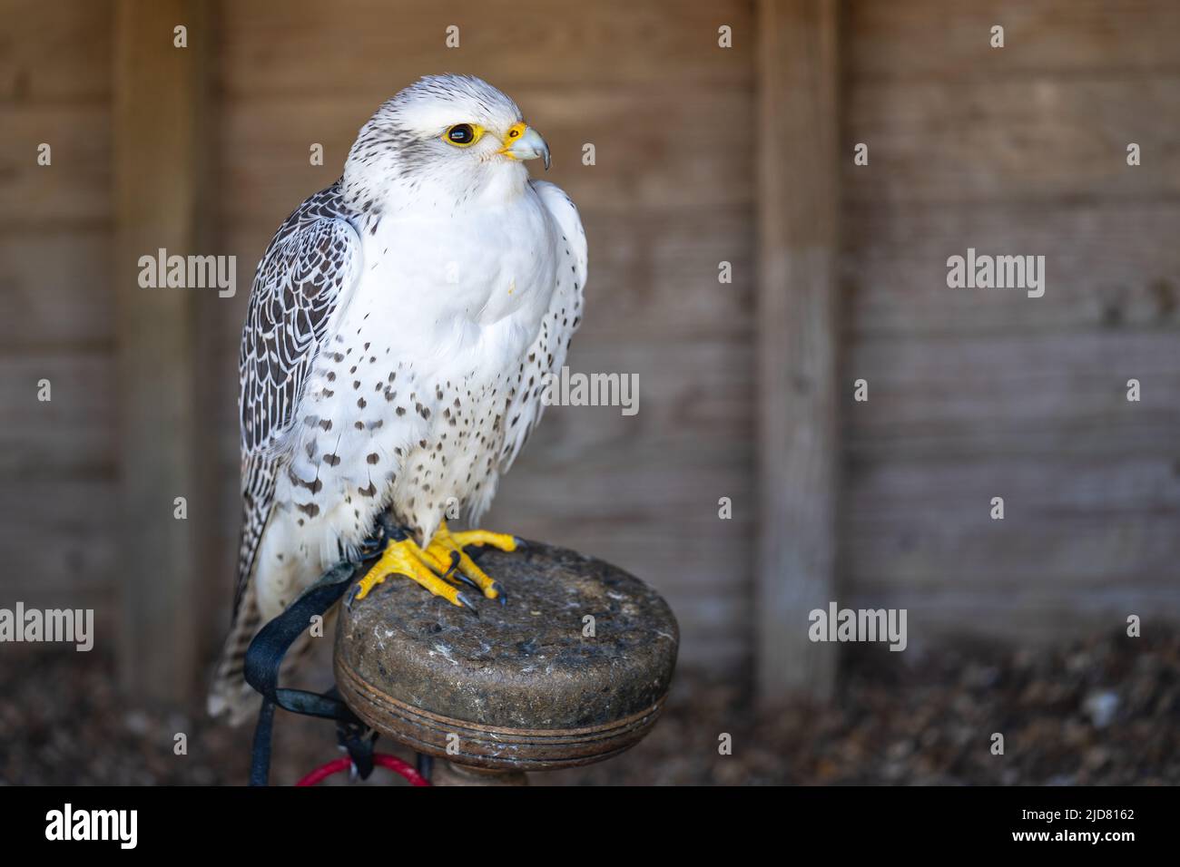 Gyrfalcon Falco rusticolus, the largest of the falcon species, is a ...