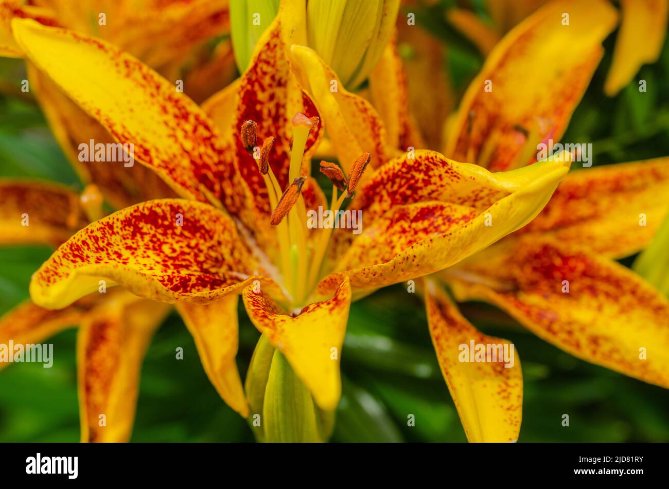 yellow flower, plant in a natural setting of nature, flower in the ...