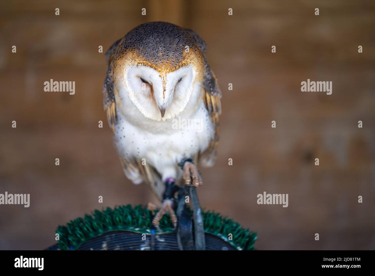 Barn owl Tyto alba is the most widely distributed species of owl in the ...
