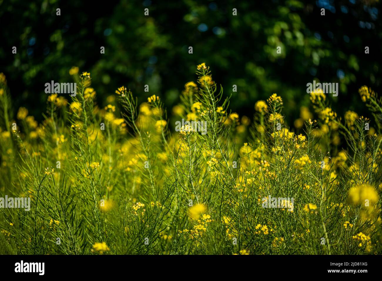yellow flower, plant in a natural setting of nature, flower in the ...