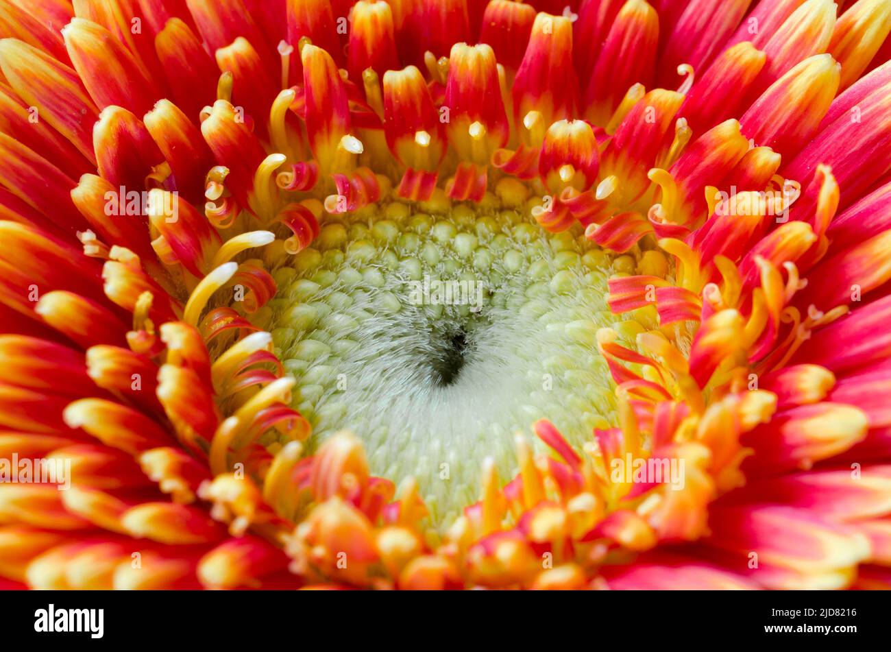 Studio photograph of a flower hi-res stock photography and images - Alamy