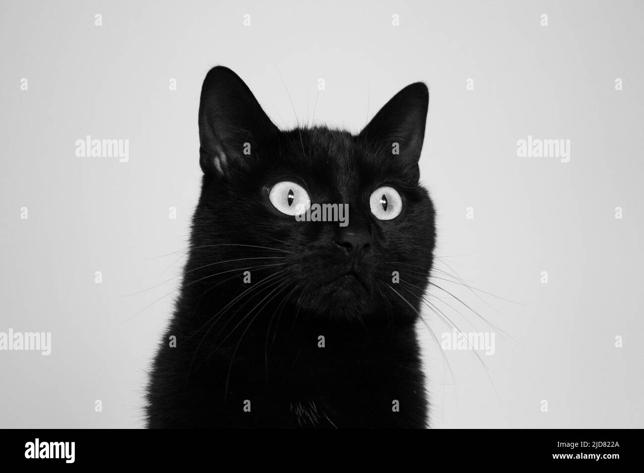 Serious black cat Black and White Stock Photos & Images - Alamy