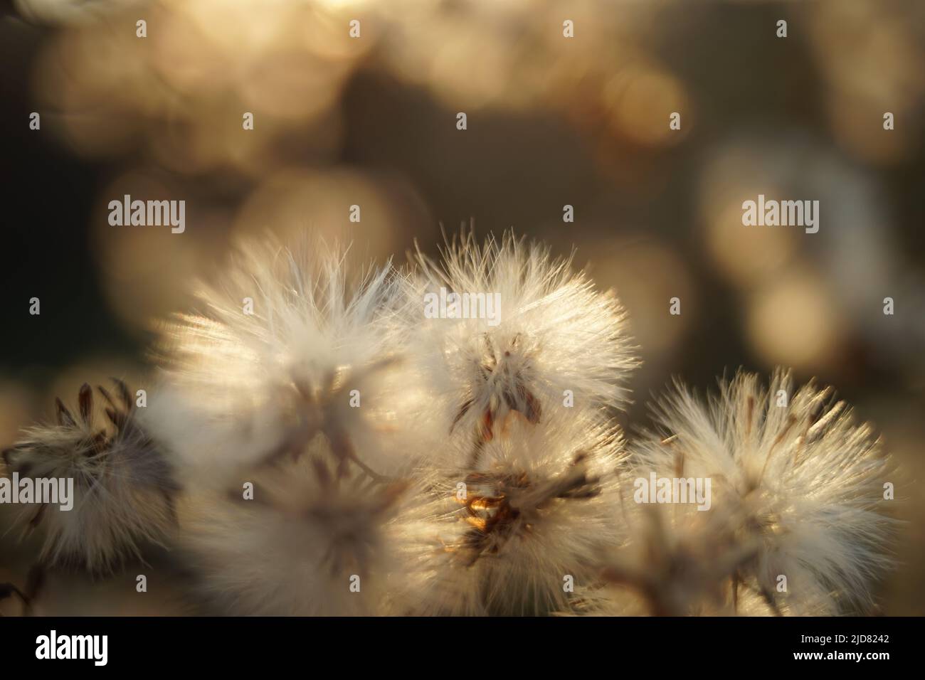 fluffy white round flowers, floral sunny background Stock Photo - Alamy