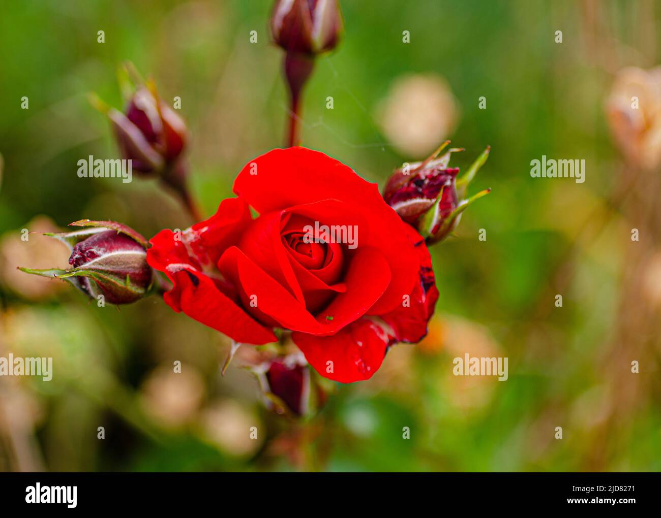 red flower, plant in a natural setting of nature, flower in the meadow ...