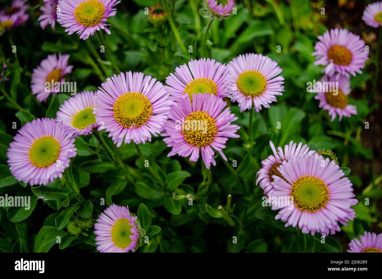 purple flower, plant in a natural setting of nature, flower in the ...