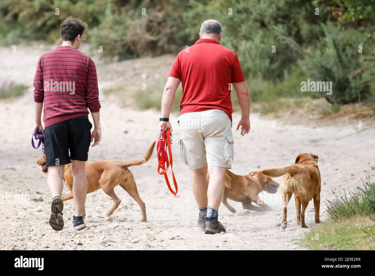 Thursley Common, Elstead. 19th June 2022. Cool conditions across the ...