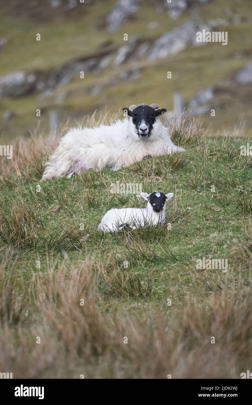 Lambing hebrides hi-res stock photography and images - Alamy