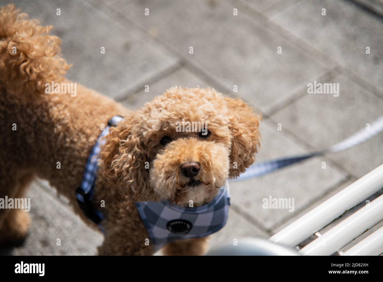 Dog, a friend in the lens photo during a walk Stock Photo - Alamy