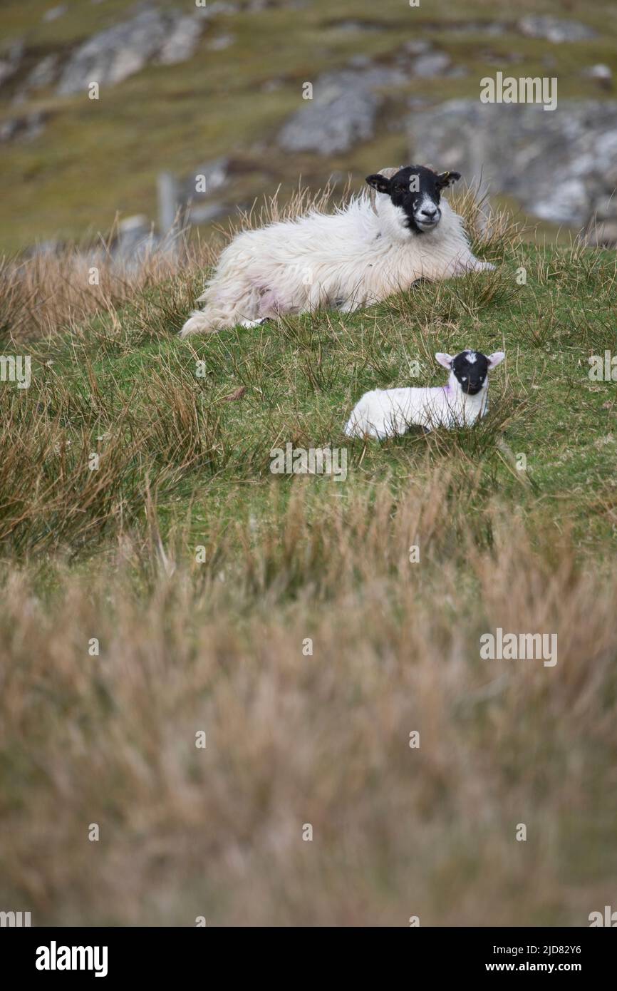 Upland animals hi-res stock photography and images - Alamy