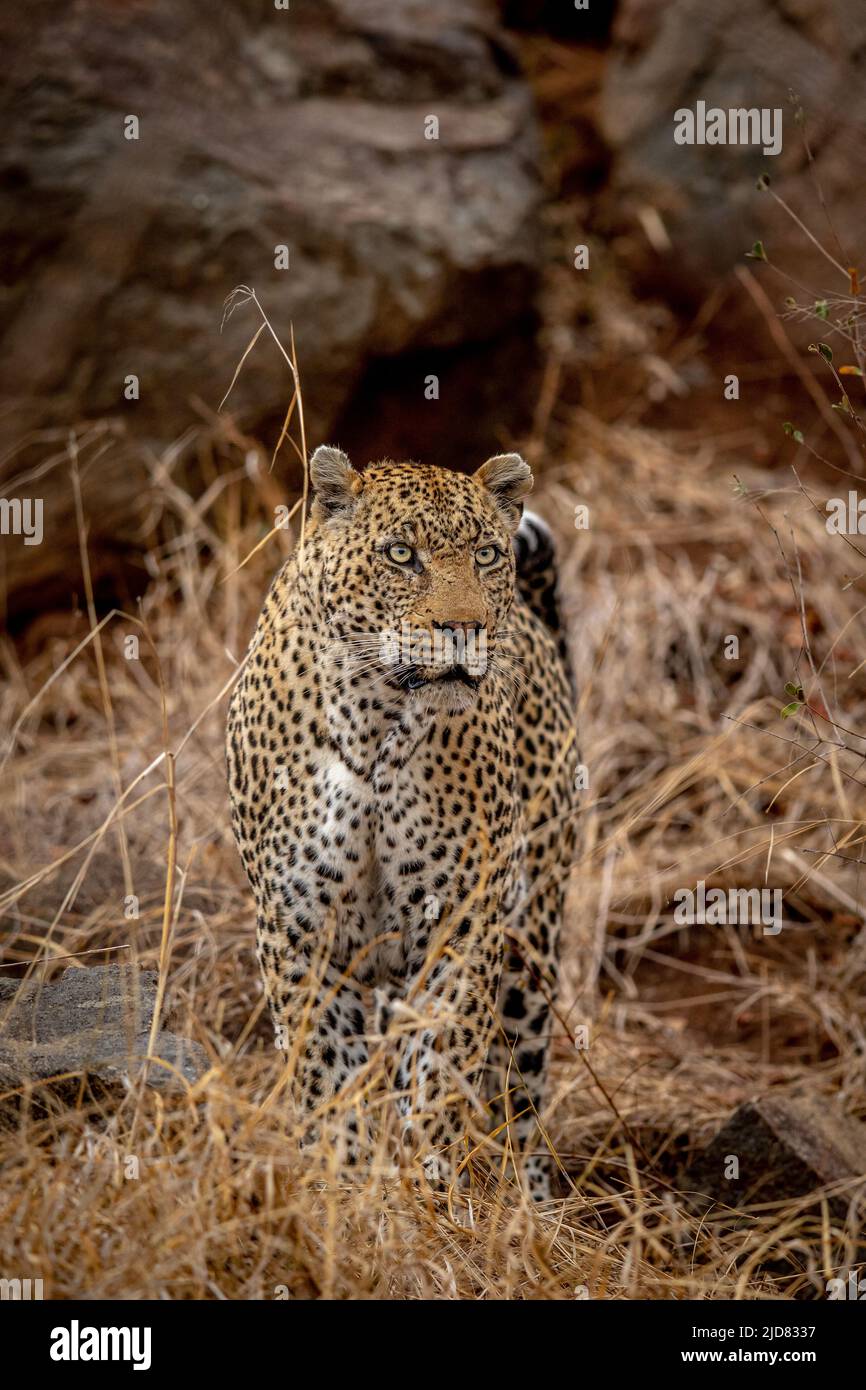 Big male Leopard standing in the bush in the Kruger National Park ...