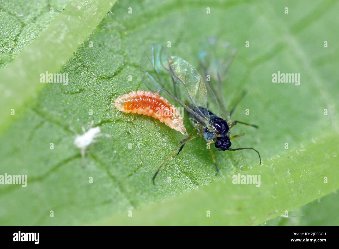 Willow carrot aphid, Cavariella aegopodii hunted by larva of an ...