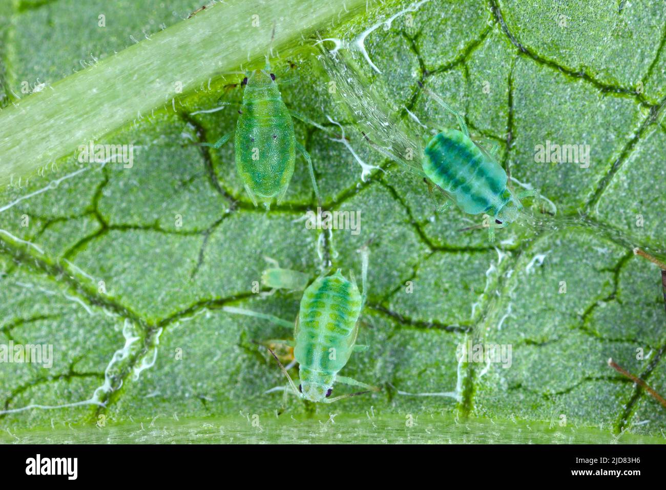 Willow carrot aphid, Cavariella aegopodii on a leaf Stock Photo - Alamy