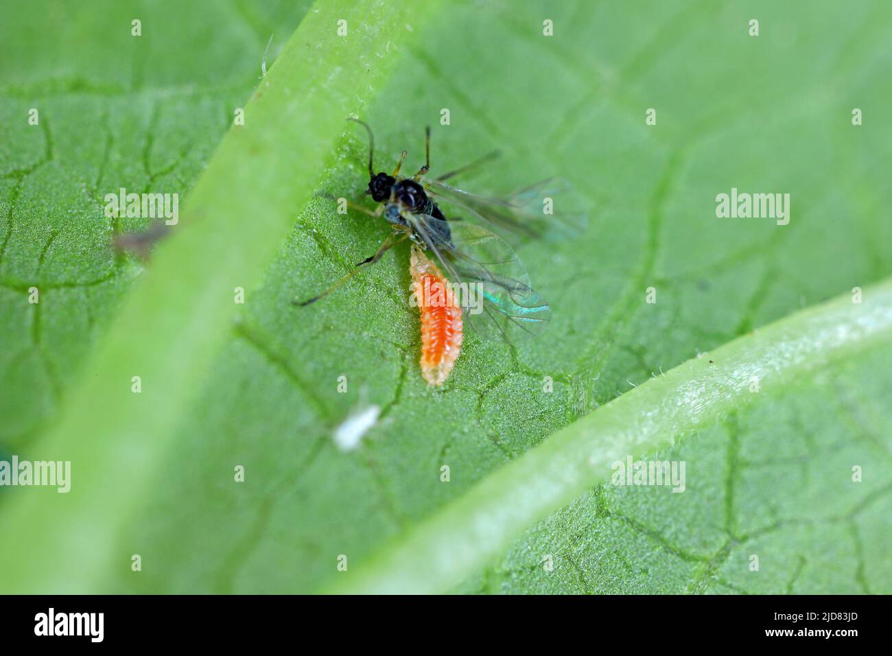 Semiaphis hi-res stock photography and images - Alamy