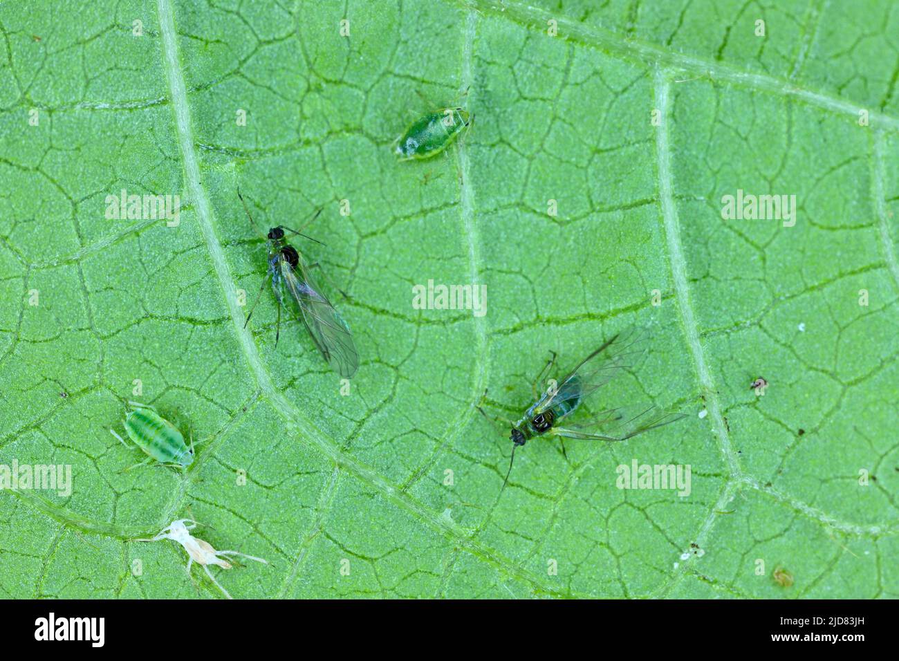 Willow carrot aphid, Cavariella aegopodii on a leaf Stock Photo - Alamy