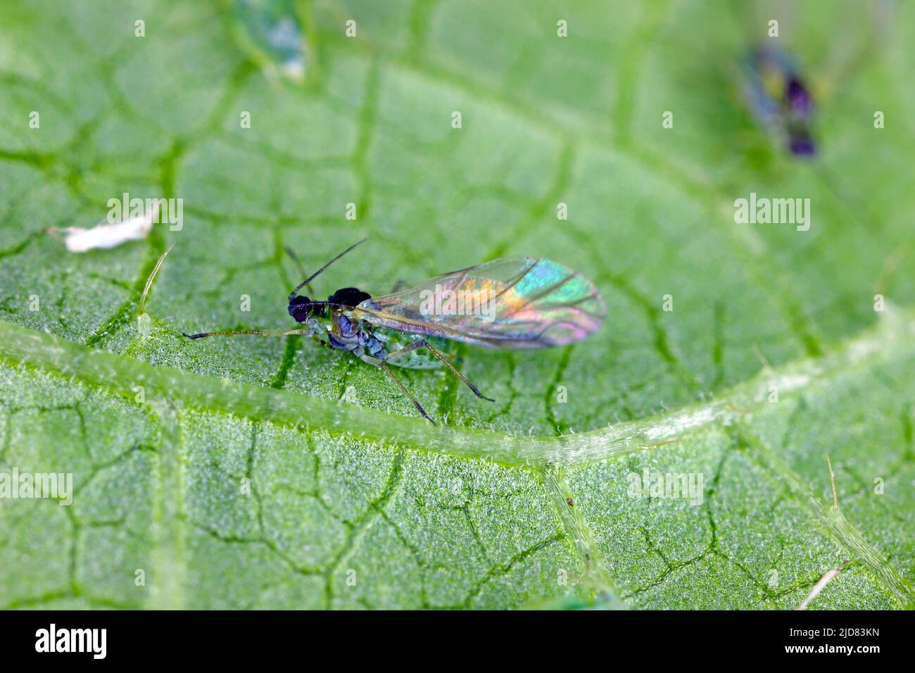 Willow carrot aphid, Cavariella aegopodii on a leaf Stock Photo - Alamy