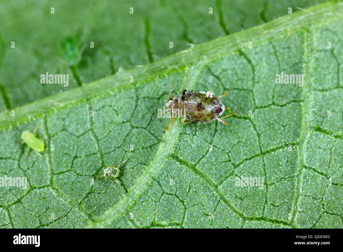 Willow carrot aphid, Cavariella aegopodii on a leaf Stock Photo - Alamy