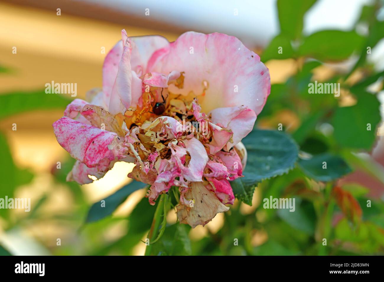 A rose flower destroyed by Garden Chafer beetles (Phyllopertha ...