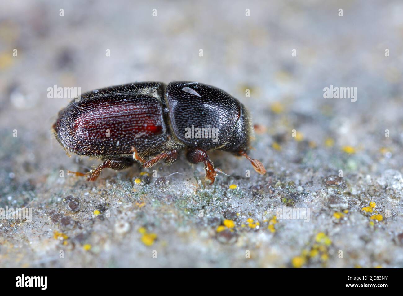 Oak bark beetle scolytus intricatus hi-res stock photography and images ...