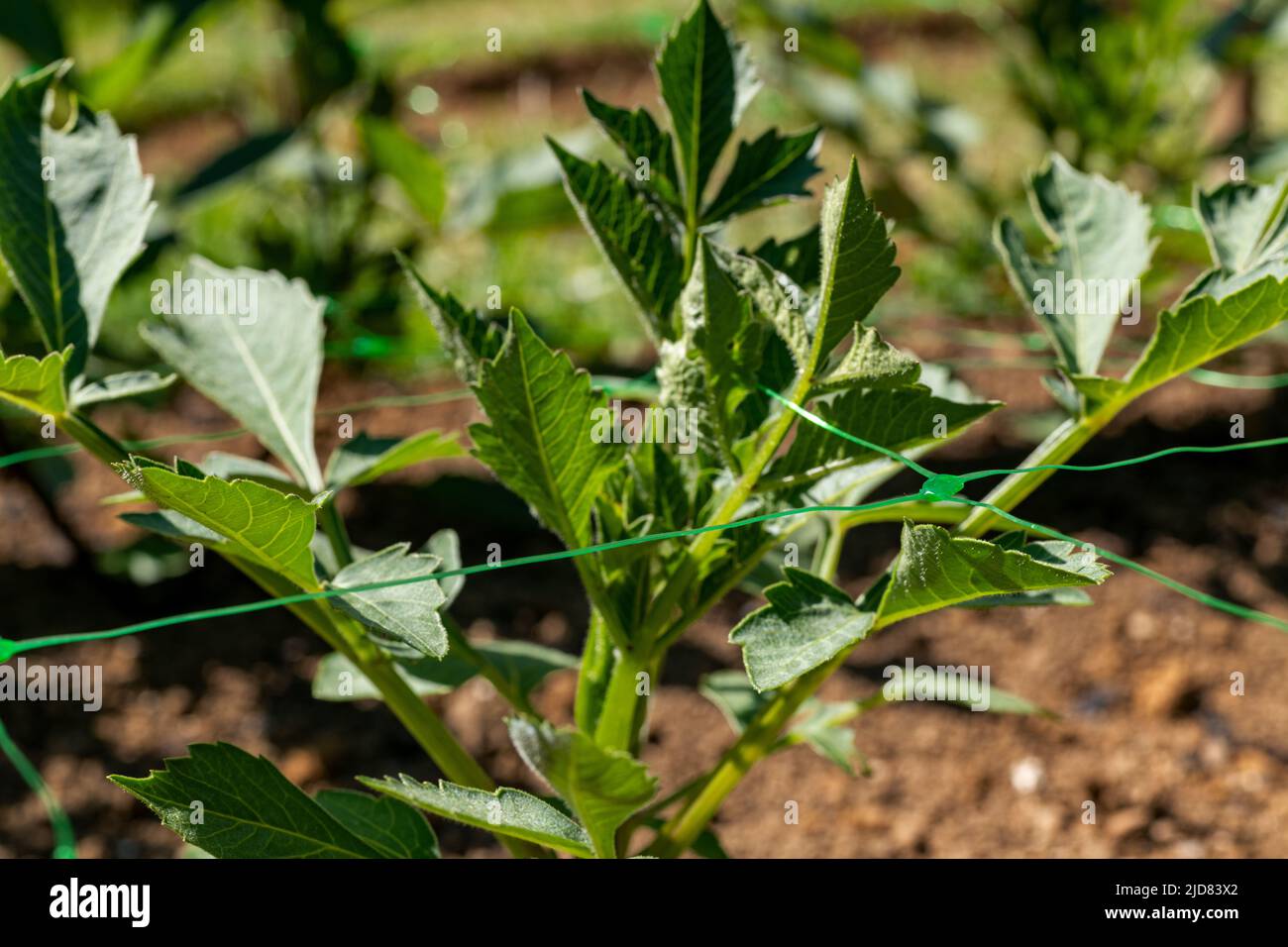 Cut flower netting. Plant support net. Using plastic garden netting to ...