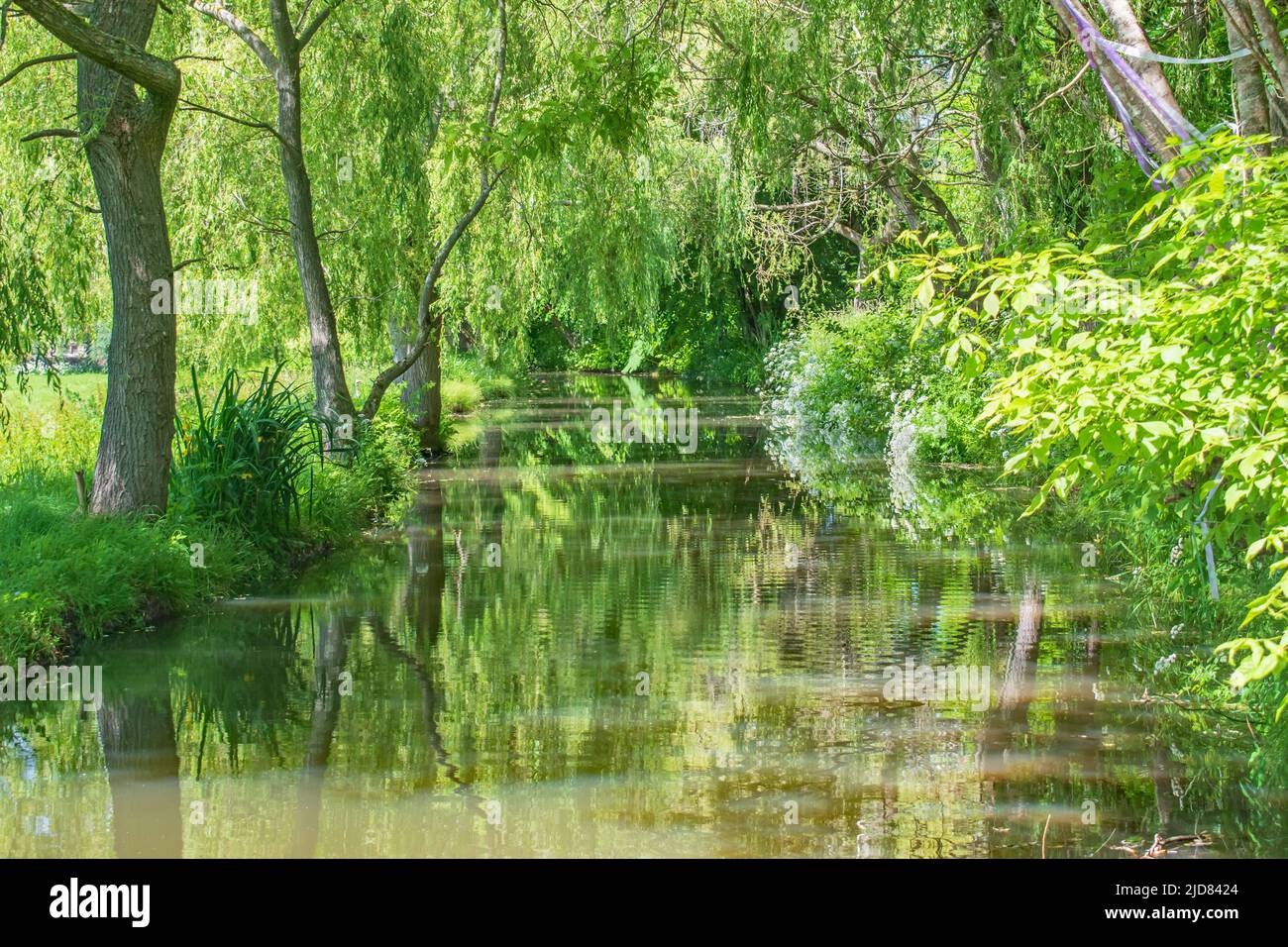 Wonderful Sussex tree lined stream reflections on a bright June day ...