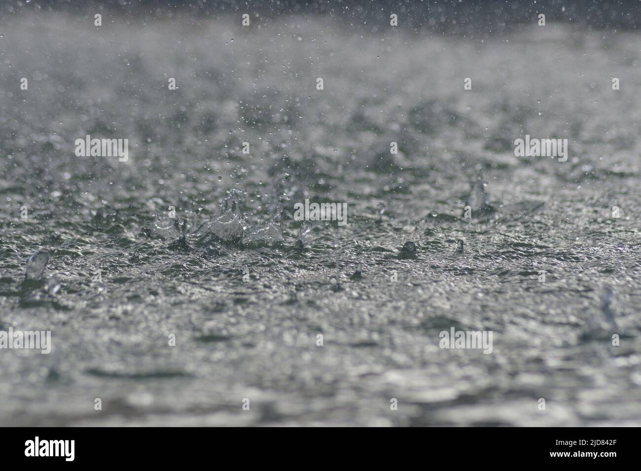 Raindrops falling and splashing in a puddle with force Stock Photo - Alamy