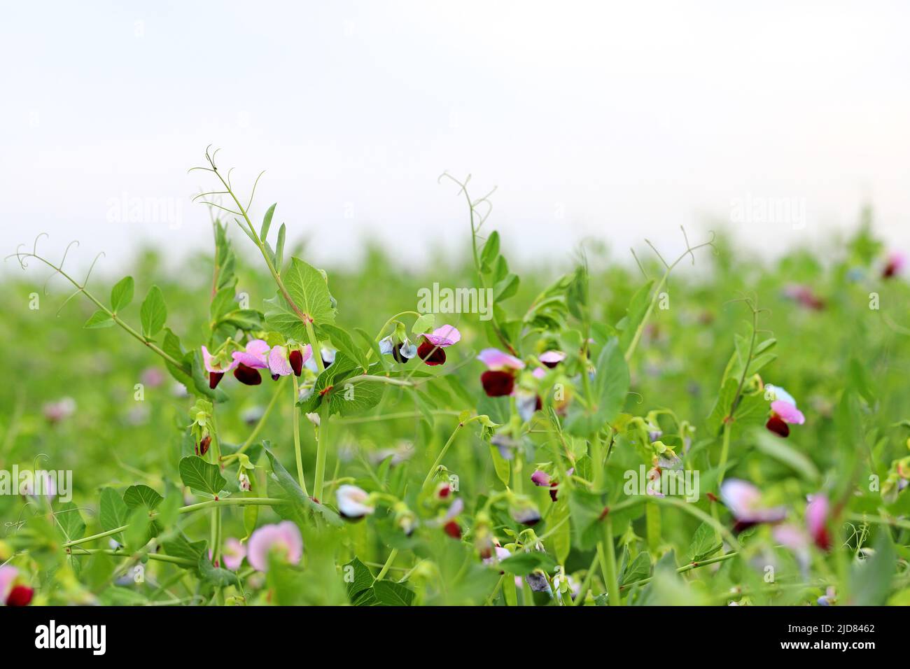 Large cultivated crop of peas. Green peas crop. Field of peas Stock ...