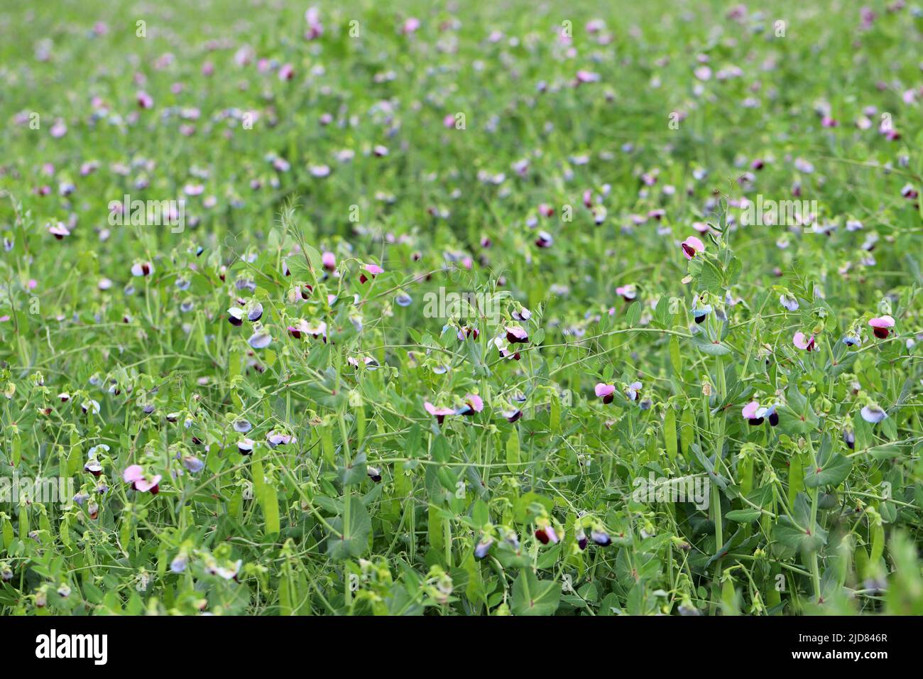 Large cultivated crop of peas. Green peas crop. Field of peas Stock ...