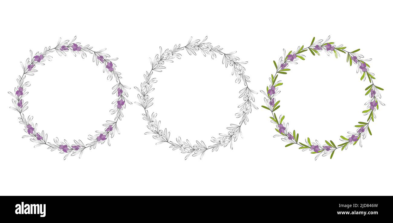 Wreath hand drawing round frame Rosemary sprigs. Set of floral wreaths ...
