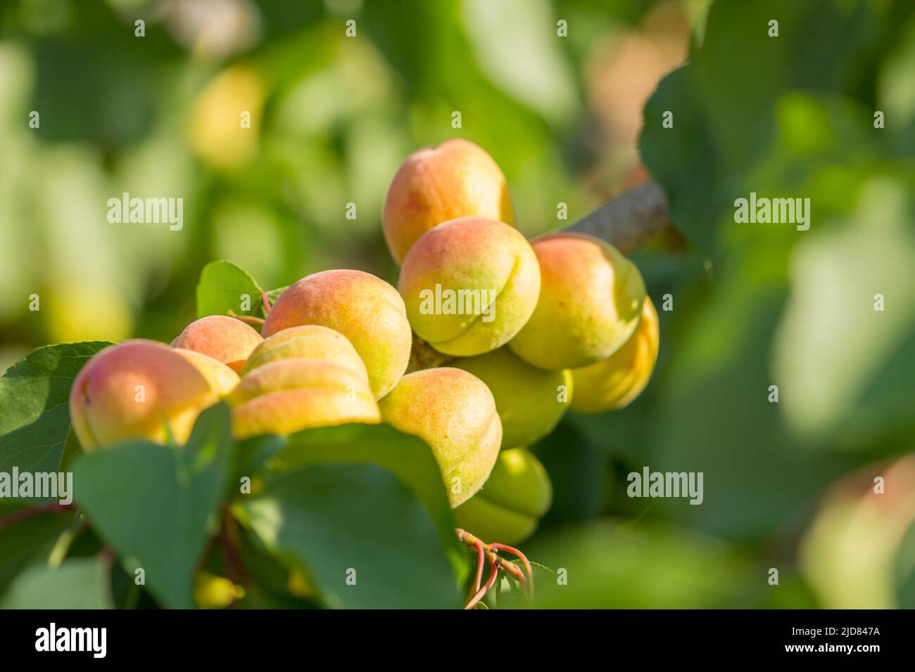 Home harvest ripe apricots hi-res stock photography and images - Alamy