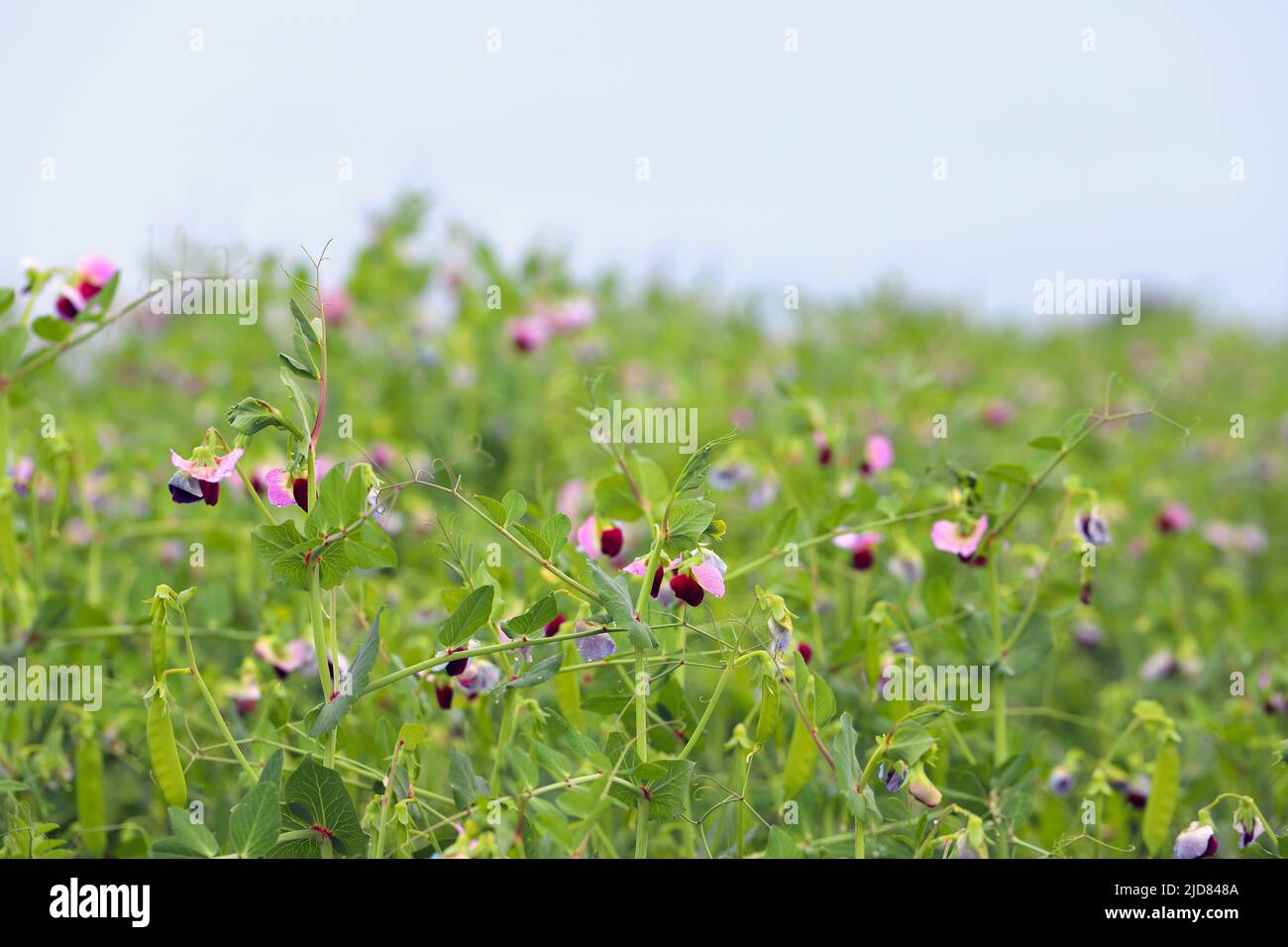 Large cultivated crop of peas. Green peas crop. Field of peas Stock ...