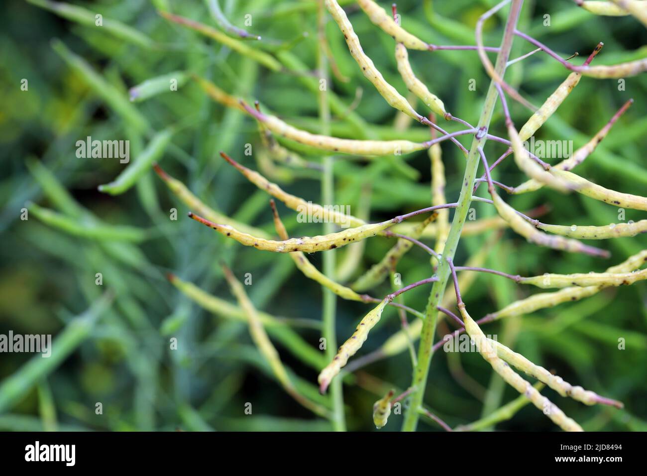 Dark leaf pod spot Alternaria brassicicola (and brassicae, alternata ...