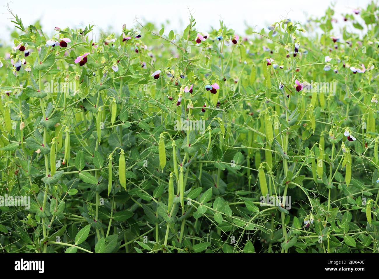 Large cultivated crop of peas. Green peas crop. Field of peas Stock ...