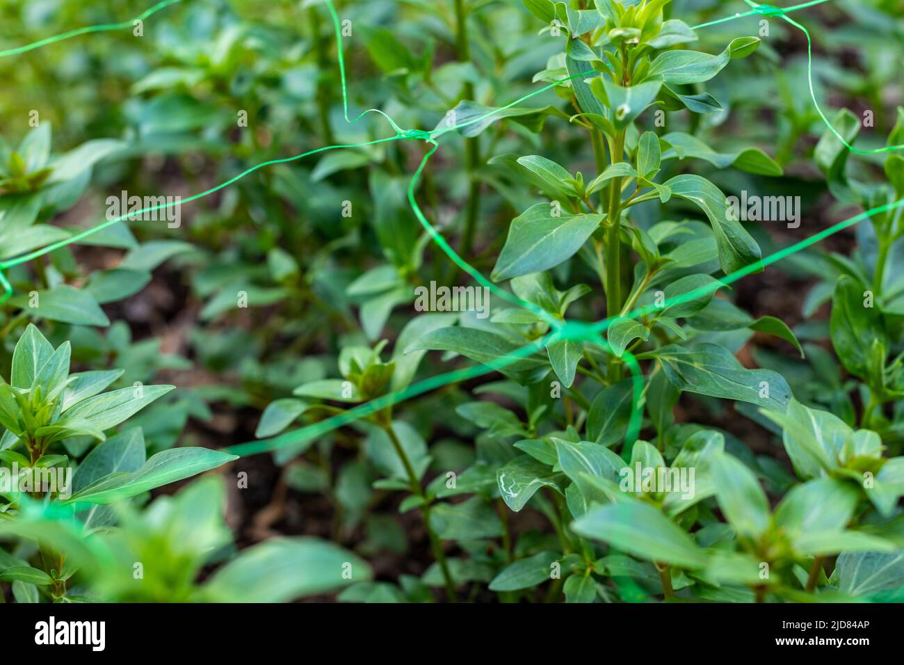 Cut flower netting. Plant support net. Using plastic garden netting to ...