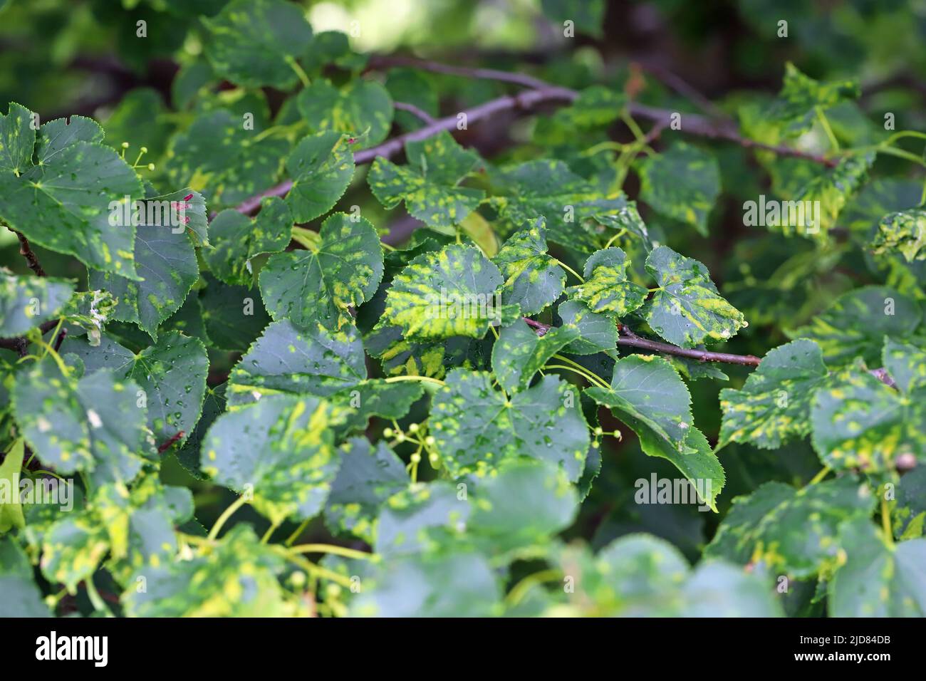 A disease of linden leaves caused by small arachnid mites Stock Photo ...