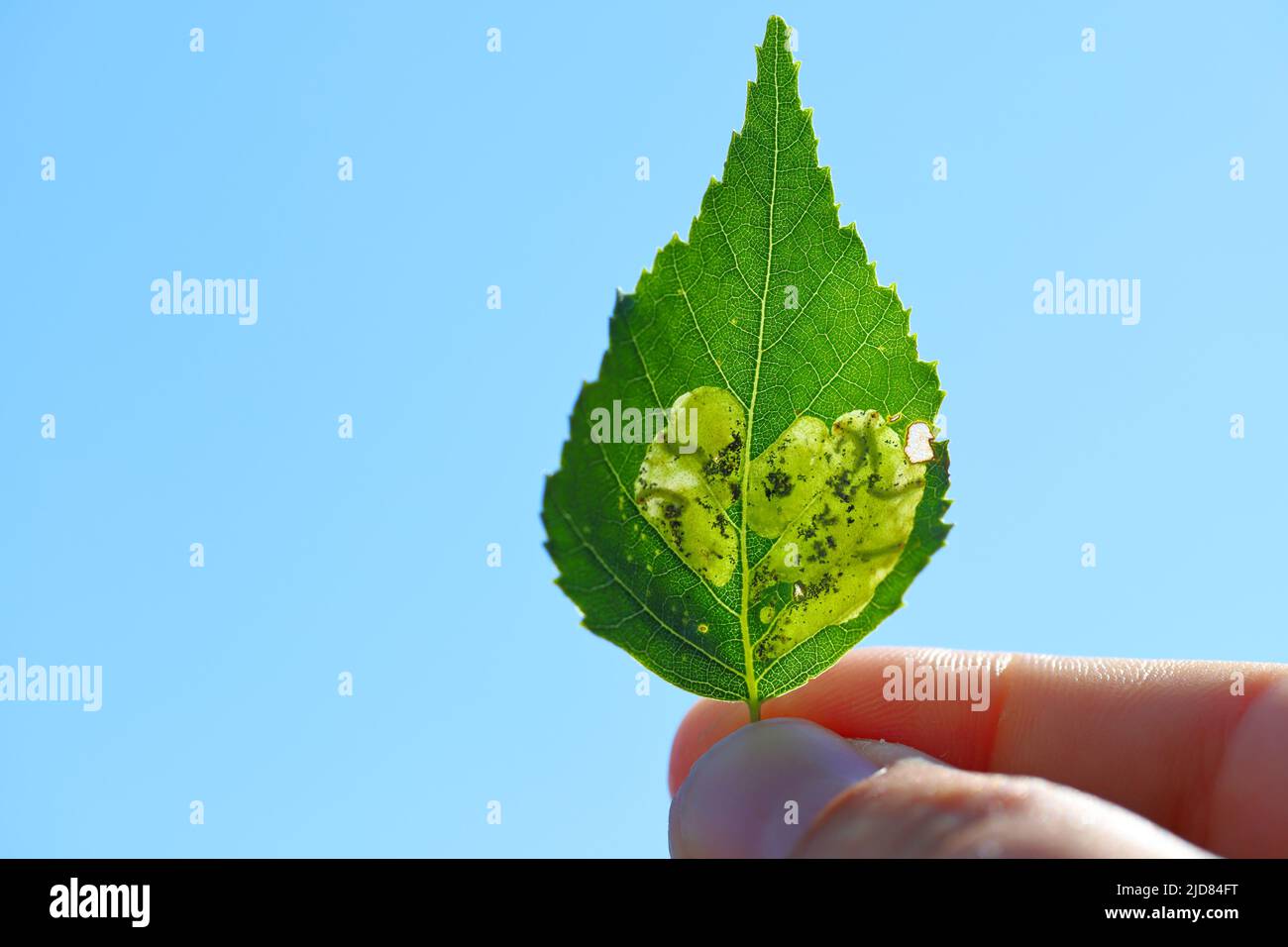 The birch leaf with a leafminer pocket. Visible inside larvae ...