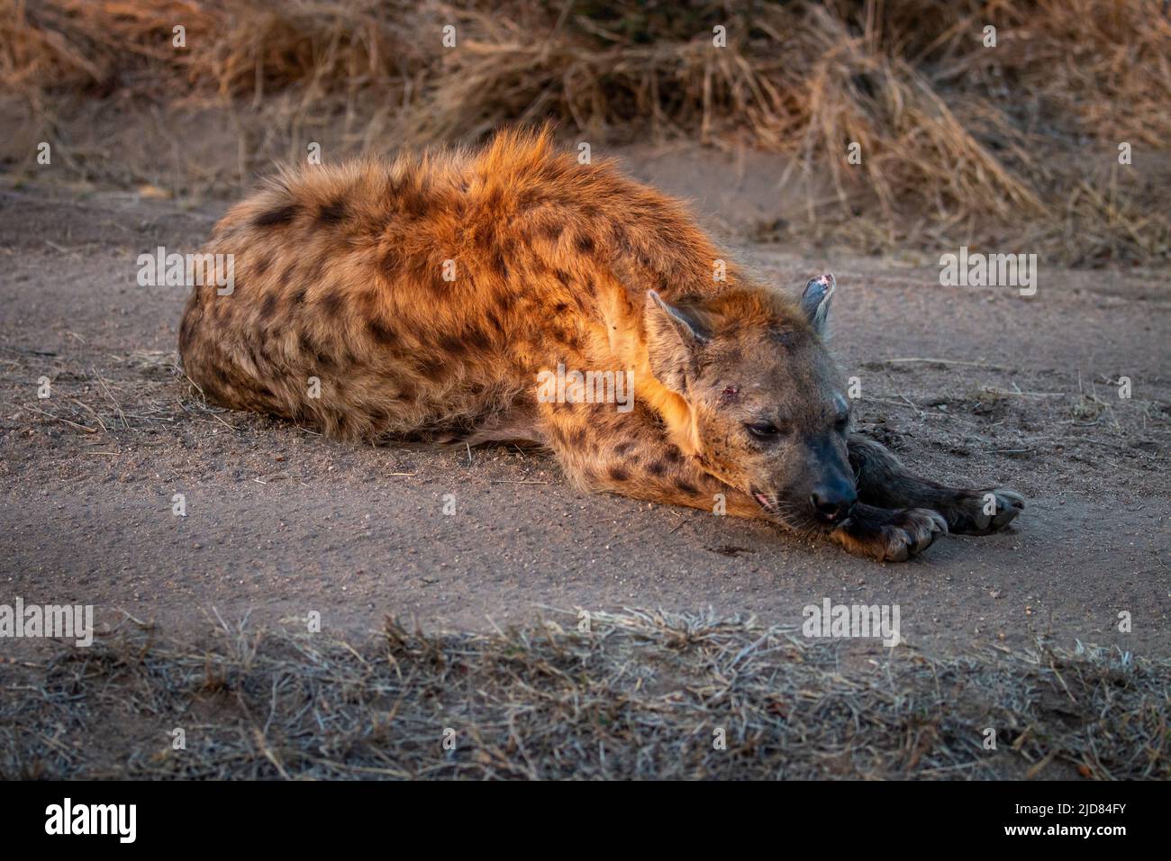 Spotted hyena laying down in the sun in the Kruger National Park, South ...