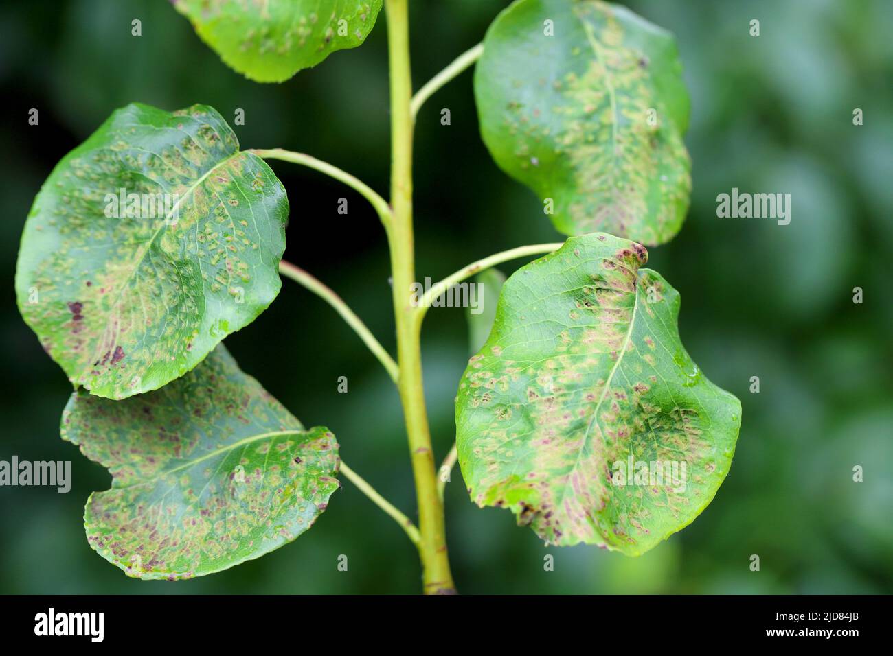 Black spot of pear, scab of pear a fungal disease of pear trees caused ...