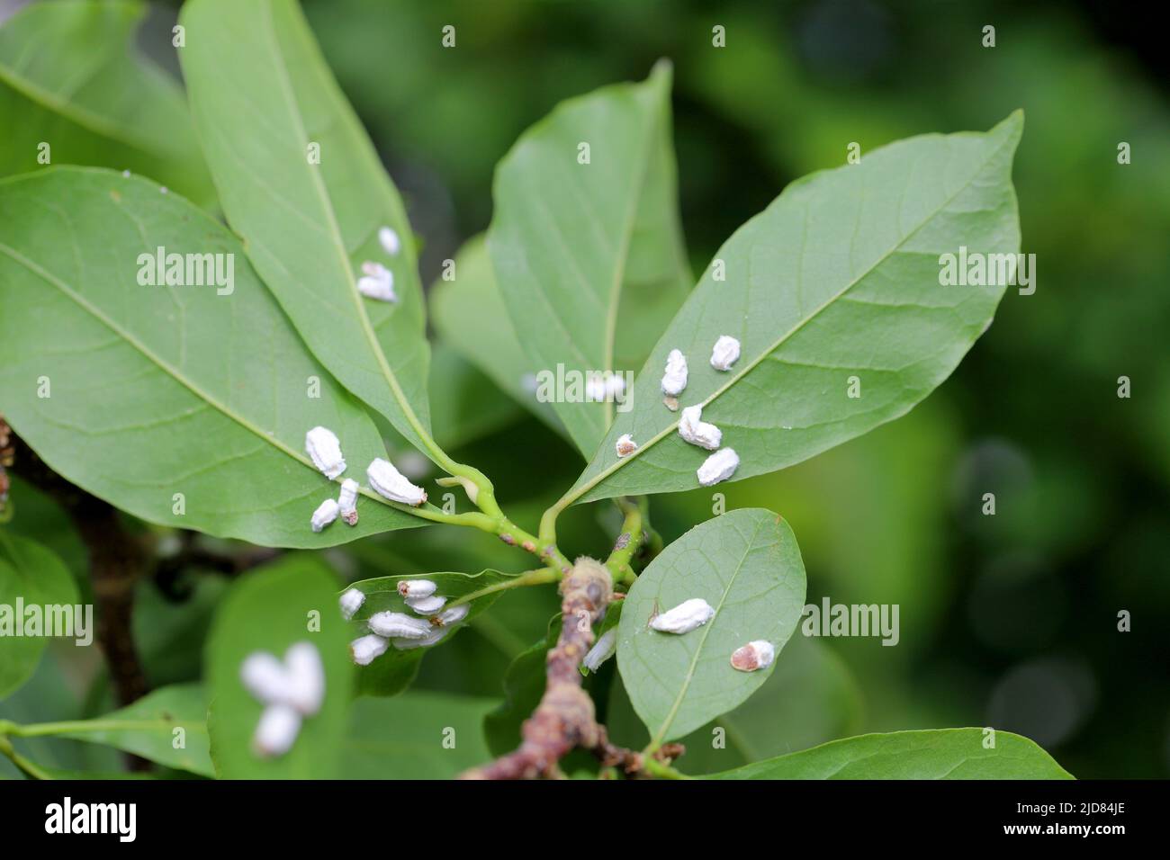 Scale insects (Coccidae) on a magnolia in the garden. Dangerous pests ...