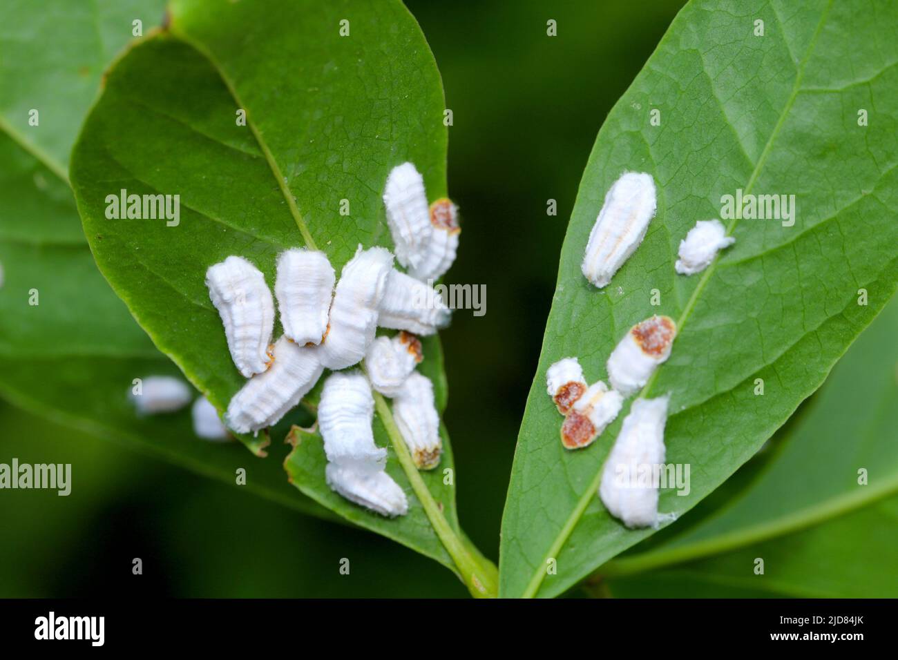 Micro insects hi-res stock photography and images - Alamy