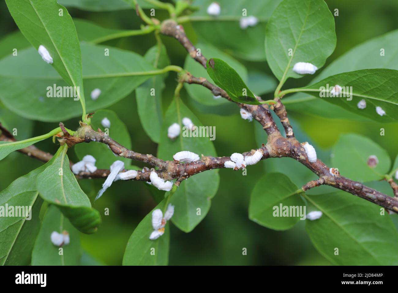 Scale insects (Coccidae) on a magnolia in the garden. Dangerous pests ...