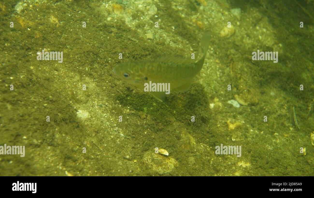 Underwater lake sunfish hi-res stock photography and images - Alamy