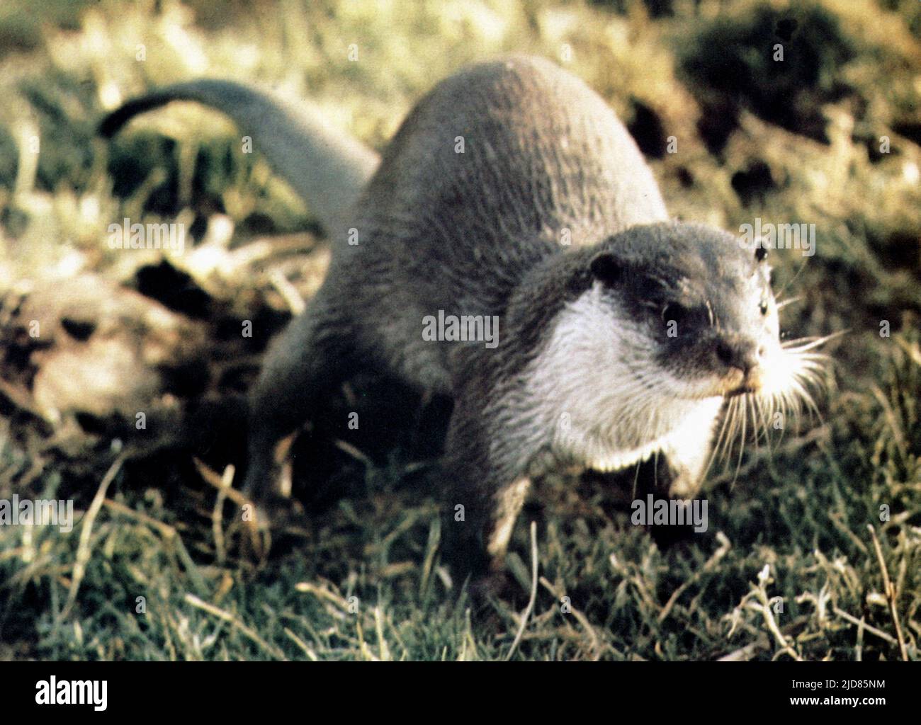 Director david cobham hi-res stock photography and images - Alamy