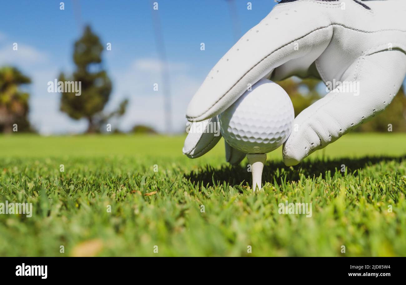 Closeup hand in golf gloves putting golf ball on tee in golf course ...