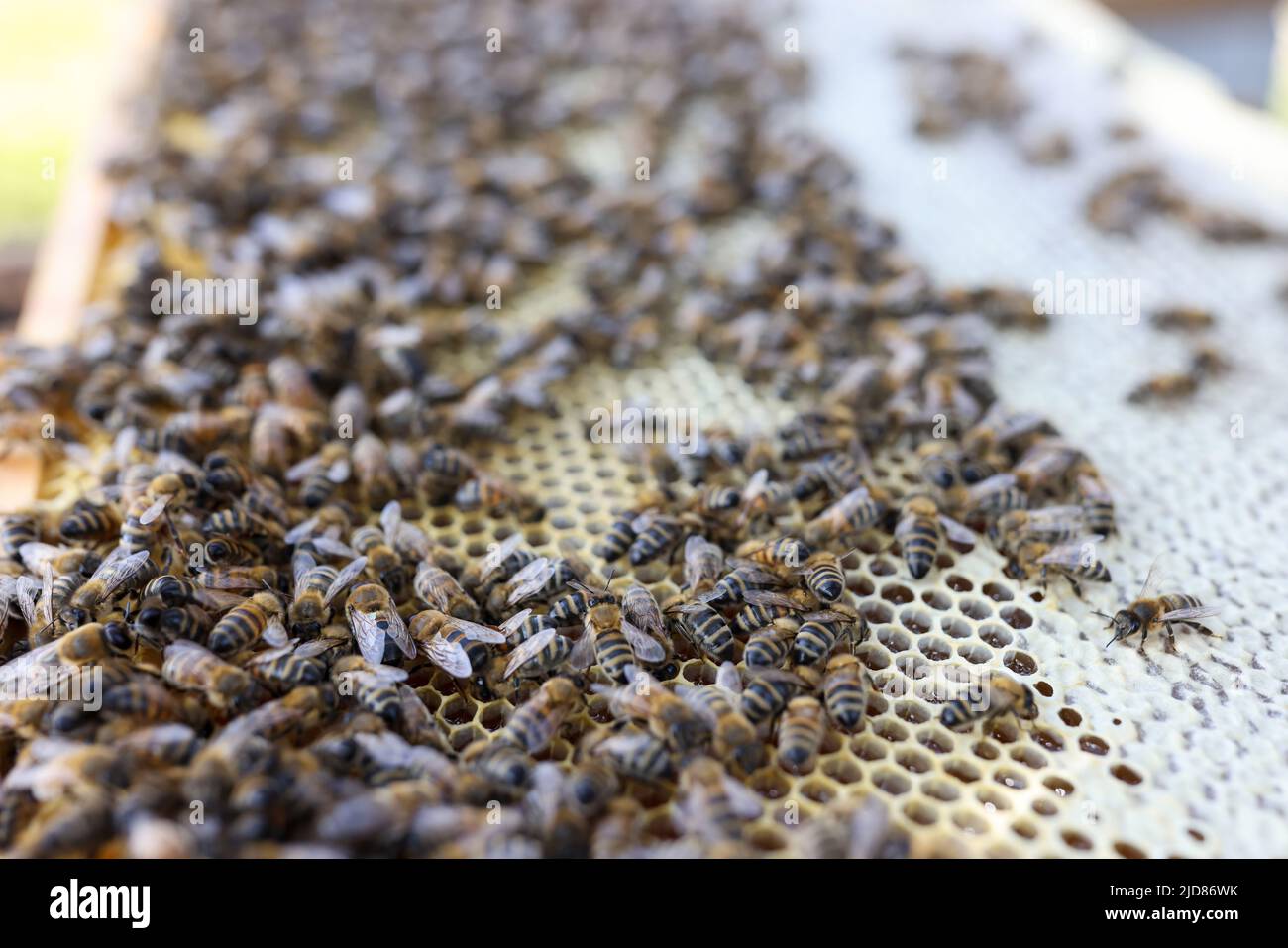 Frame with honey and bees, comb frame with bee family Stock Photo - Alamy