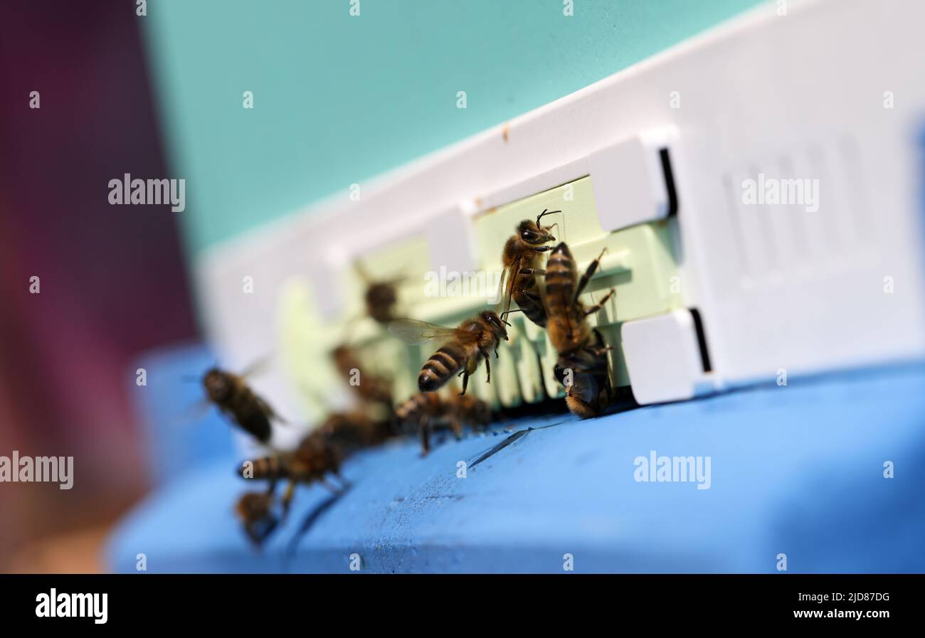 Honey bees swarm and fly around hive Stock Photo - Alamy