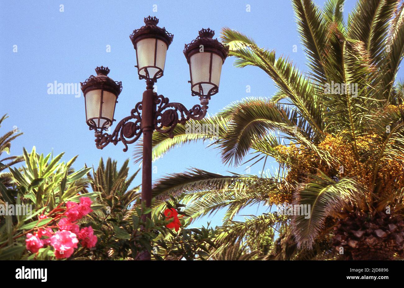 Hibiscus lamp hi-res stock photography and images - Alamy