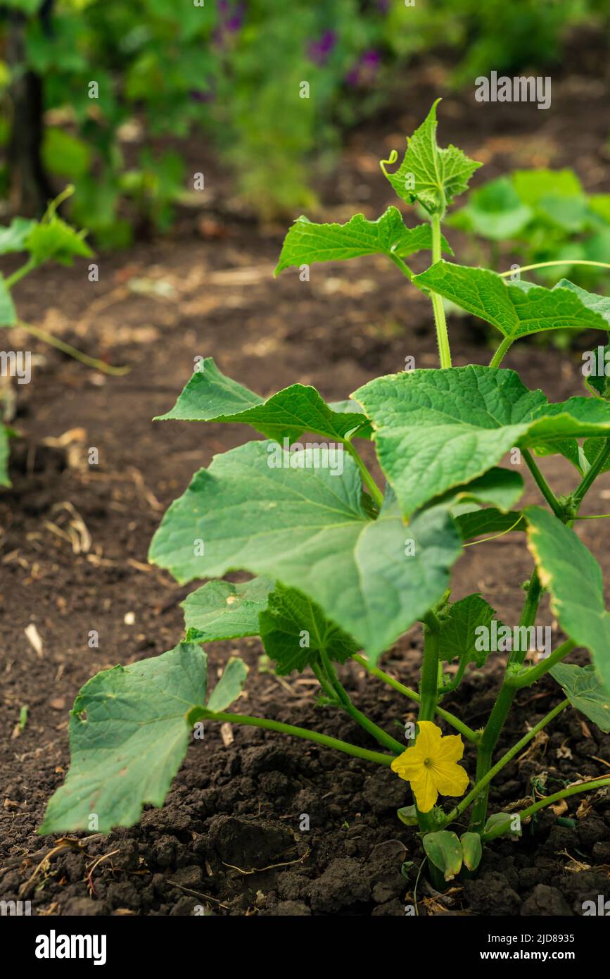 Long peduncles hi-res stock photography and images - Alamy