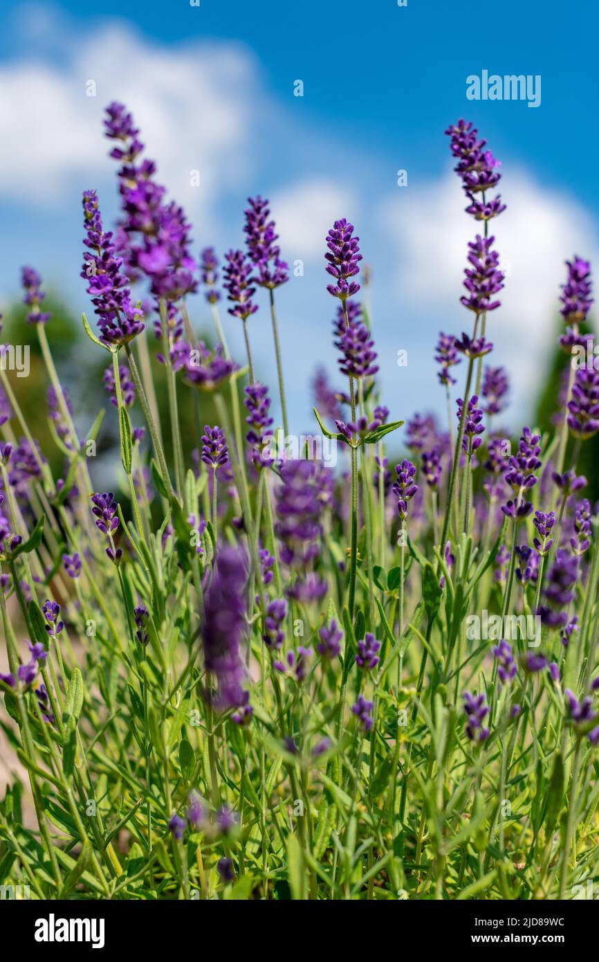 Lavender in full bloom with its beautiful purple color flowers against ...