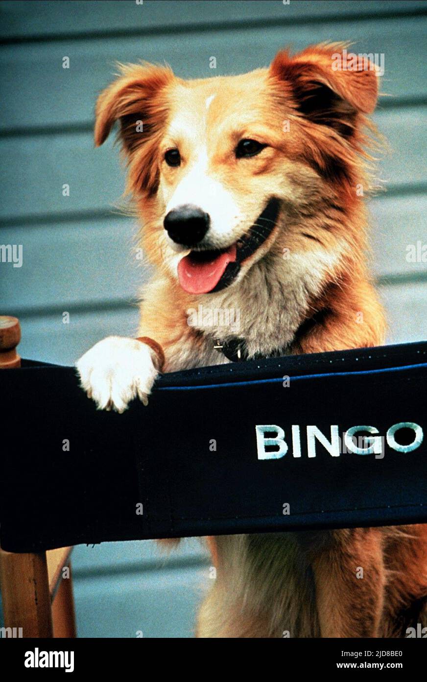 BINGO THE DOG, BINGO, 1991 Stock Photo - Alamy